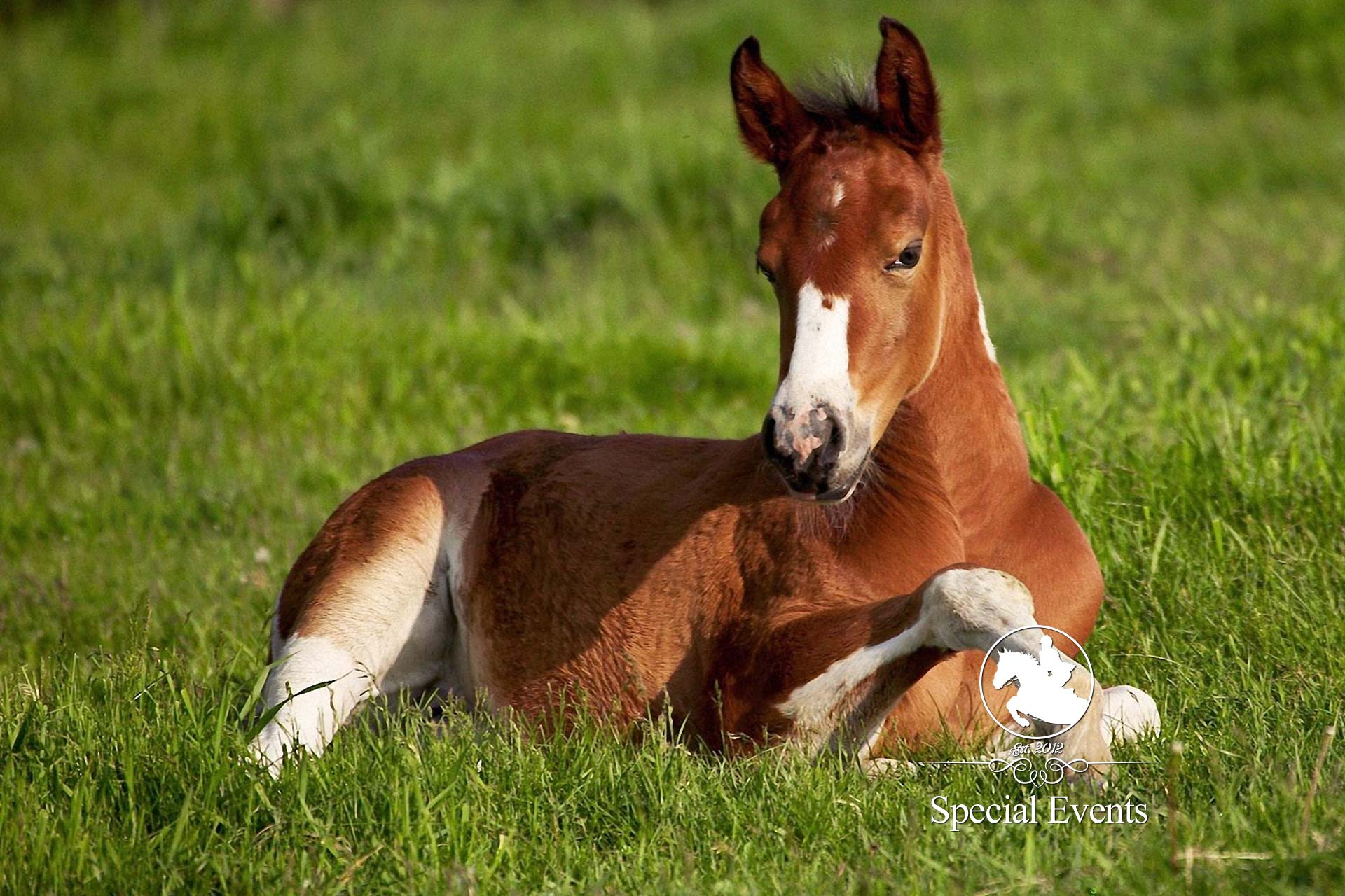 Sips and Saddles – Legacy Equestrian Center