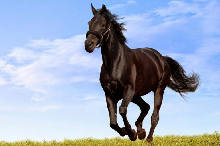 Legacy Equestrian Center – Full-Service Equestrian Facility