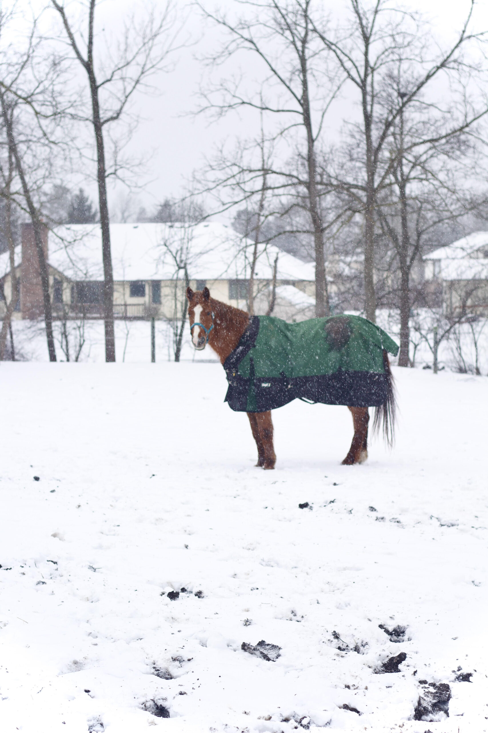 Legacy Equestrian Center – Full-Service Equestrian Facility